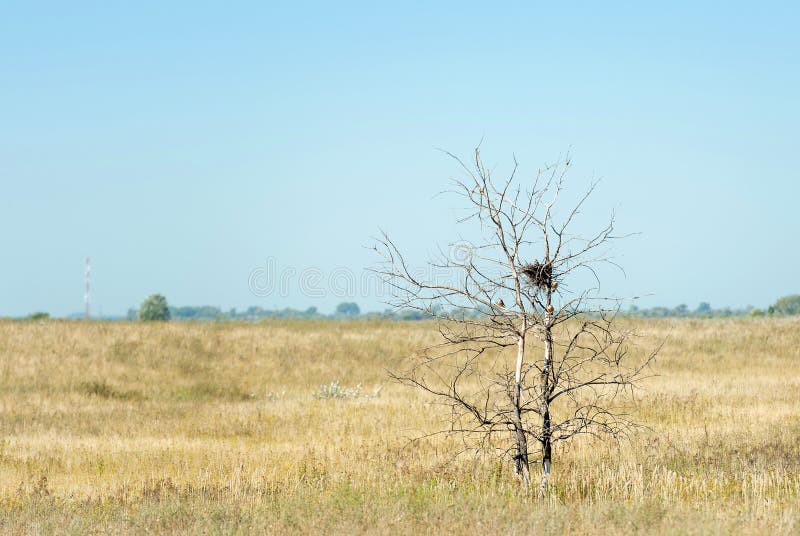 Windhover Stock Photos - Free & Royalty-Free Stock Photos from Dreamstime