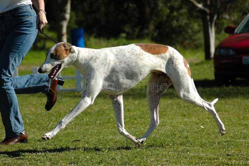 Windhund in Voller Geschwindigkeit Stockfoto - Bild von hund, rennen ...