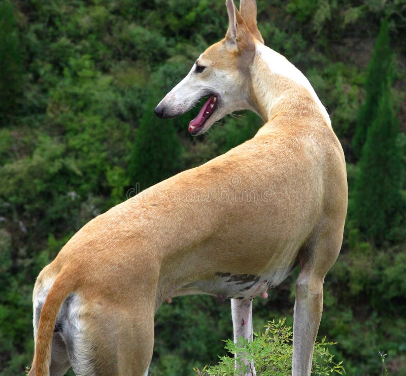 Windhund-Hundeniederlegung Lokking Oben Stockfoto - Bild von säugetier ...