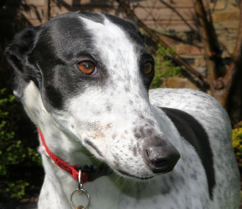 Windhund-Hund stockfoto. Bild von brut, tier, schnell - 31064234