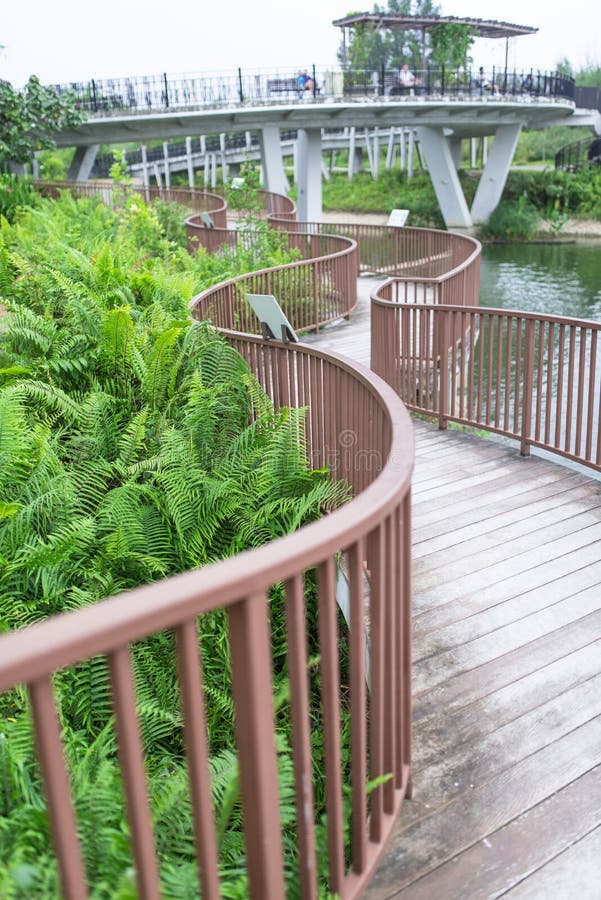 Winding Boardwalk stock image. Image of walkway, boardwalk - 36347357