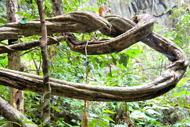 409 Winding Branch Tropical Tree Stock Photos - Free & Royalty-Free ...