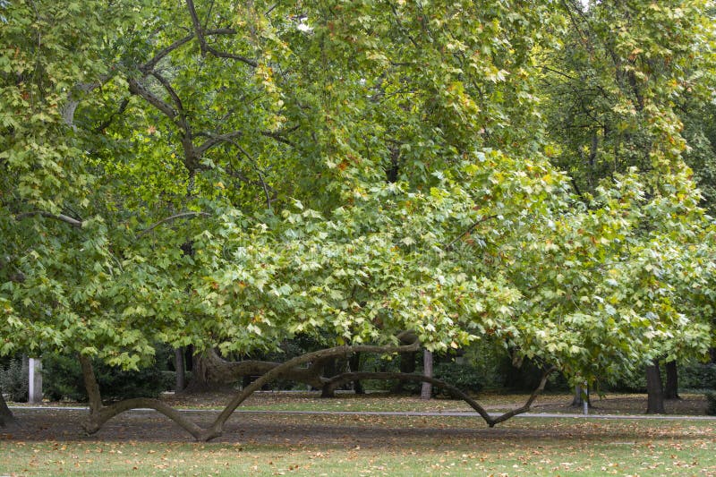 Winding Branches of Old Decorative Wood Stretching To the Ground Stock ...