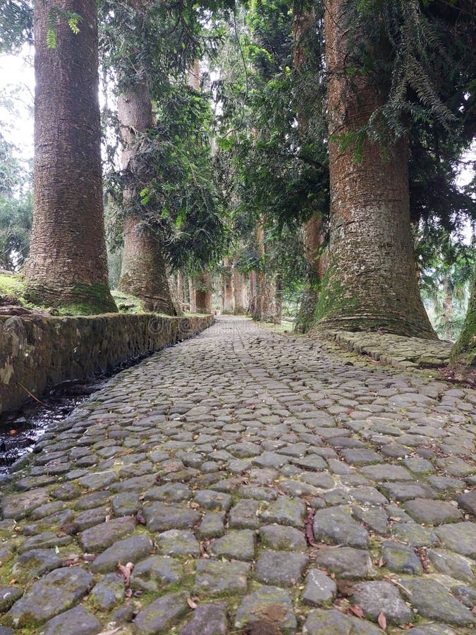 Winding Cobblestone Path through a Park Stock Photo - Image of floral ...