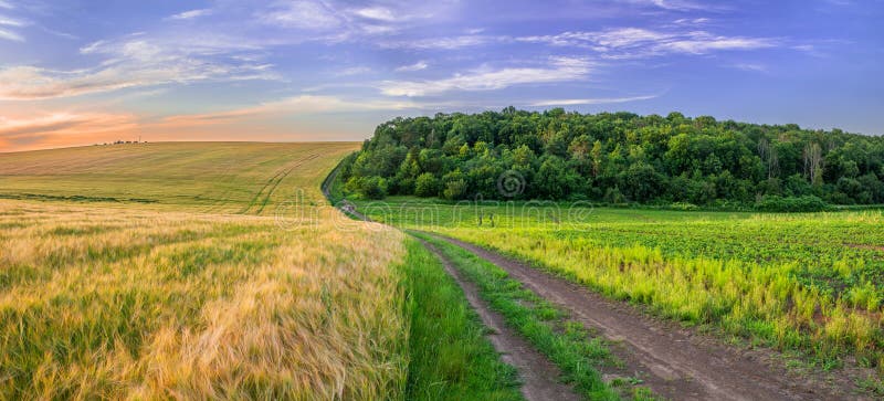 Winding Country Road between Fields on the Edge of the Forest ...