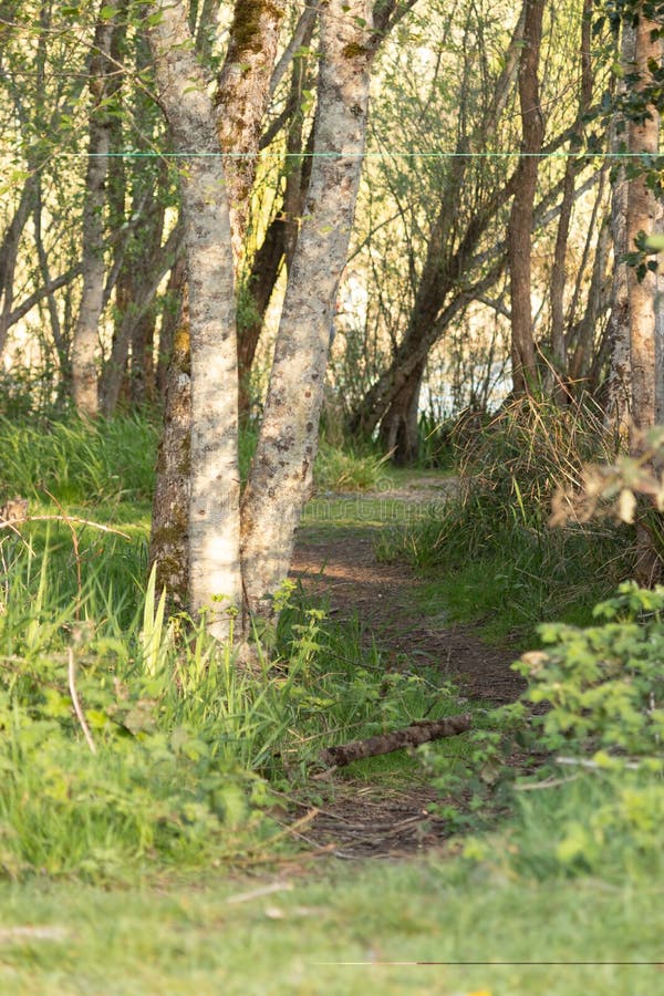 Winding Dirt Path through a Bright Forest Stock Photo - Image of ...