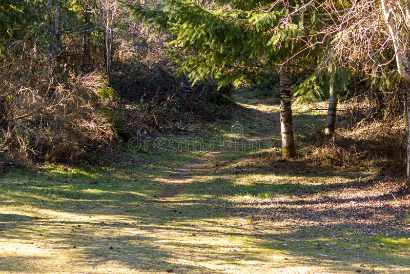 A Widing Dirt Path in Dappled Light Towards Hiking Trail Stock Image ...