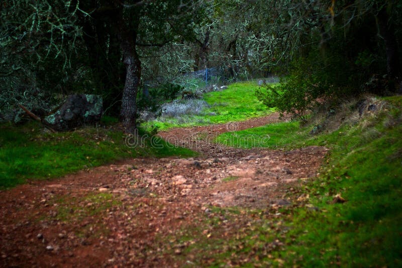 Winding Dirt Path through a Forest Stock Photo - Image of dark ...