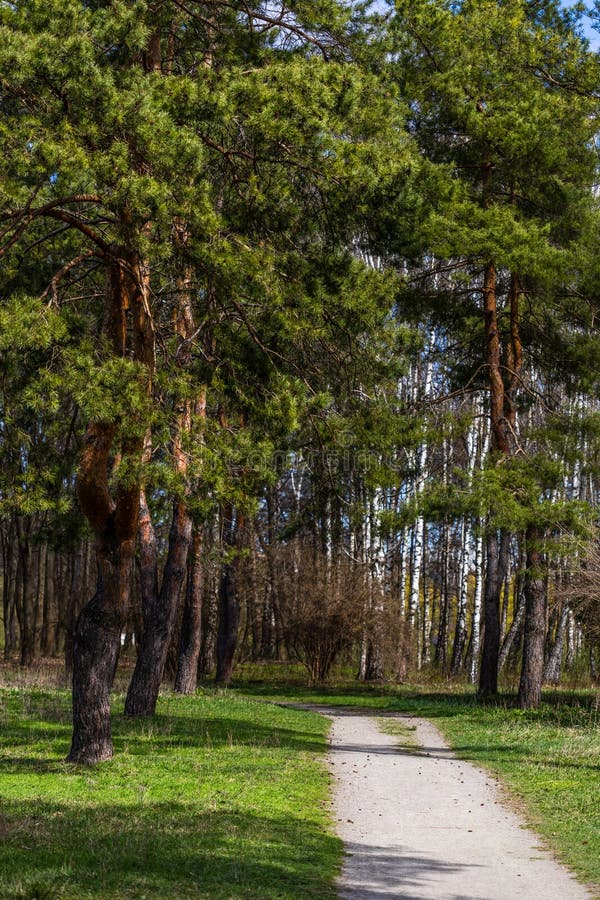 A Winding Dirt Path Leads through a Serene Forest with Tall Trees and ...