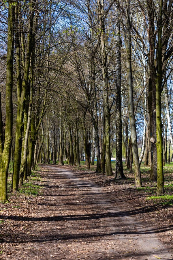 A Winding Dirt Path Leads through a Serene Forest with Tall Trees and ...