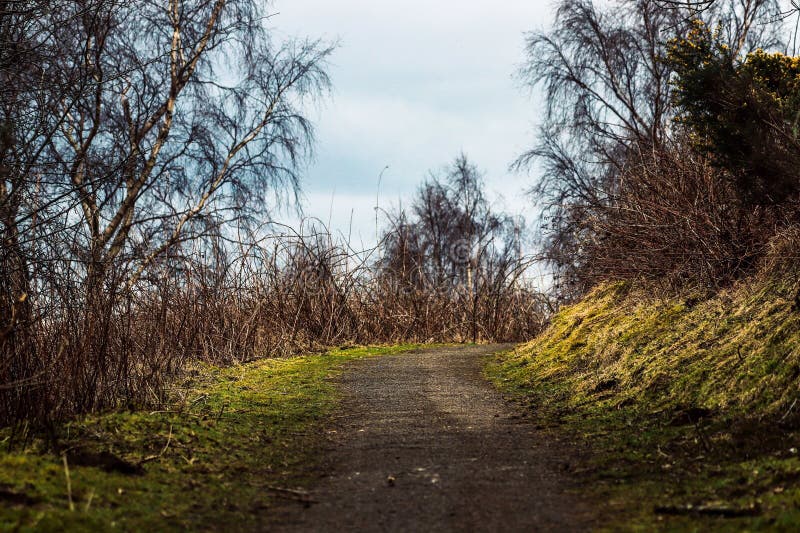 Winding Dirt Path through a Parched and Desolate Woodland Stock Photo ...