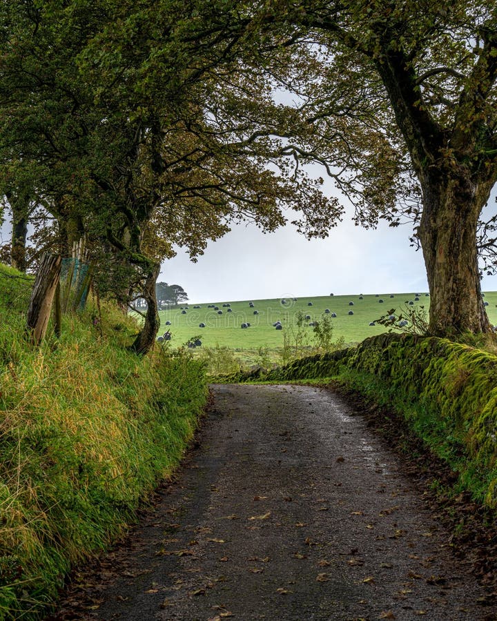 A Pathway with Many Trees Along Side of it with Some Cows Stock Photo ...
