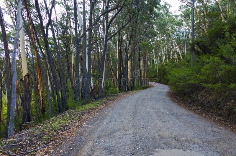 Winding Dirt Road through Eucalyptus Forest Stock Image - Image of ...