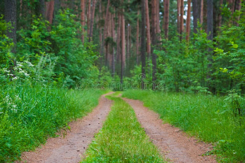 Winding Dirt Road through the Forest Stock Photo - Image of winding ...