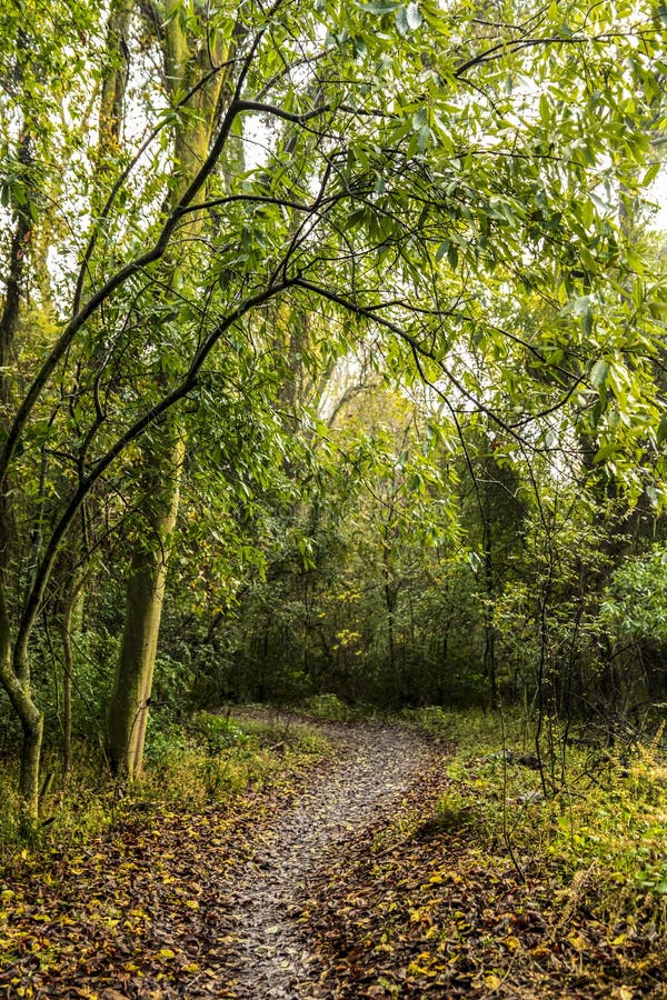 Winding forest foot path stock photo. Image of autumn - 185647664