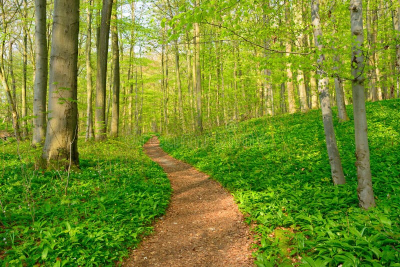 Winding Footpath through Beech Tree Forest with Wood Garlic in Spring ...
