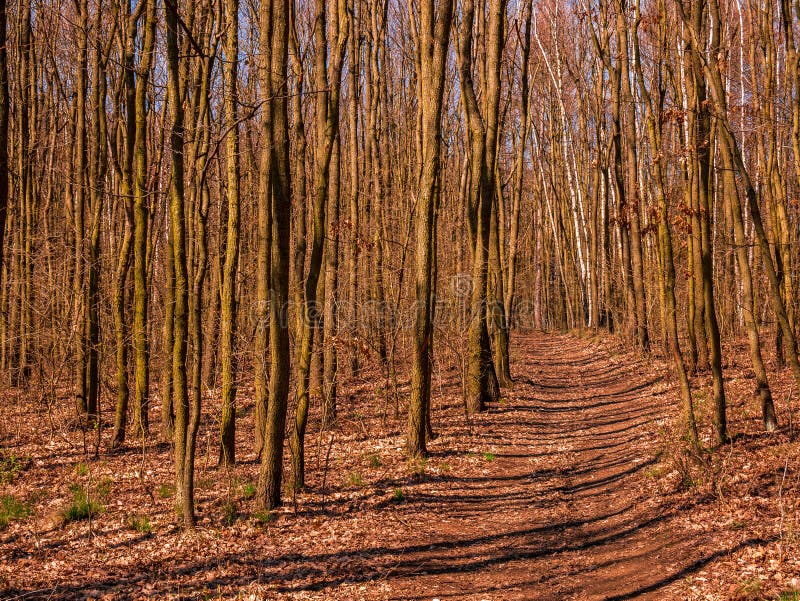 Winding Footpath in the Forest Illuminated by the Sun Stock Image ...