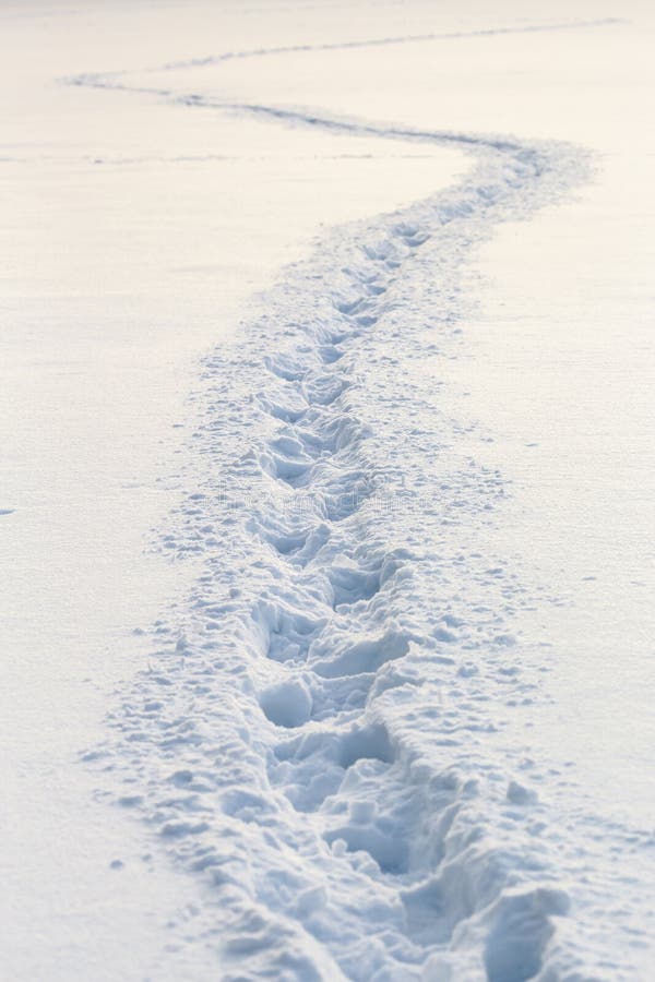 Winding Footprints in Deep Snow Stock Image - Image of natural ...