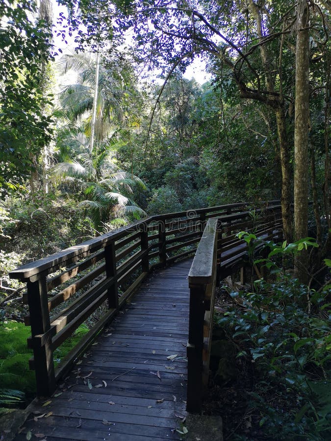 A winding forest crossing stock photo. Image of wilderness - 248387692