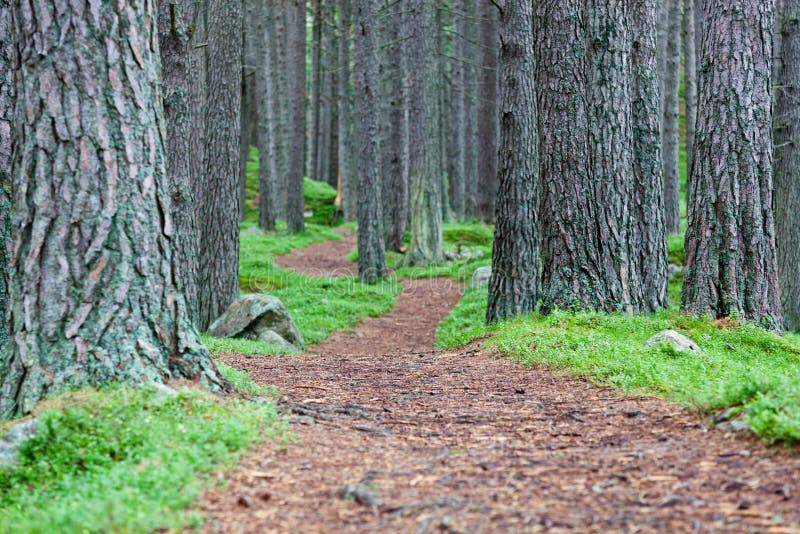 Winding forest footpath stock image. Image of travel - 24629639
