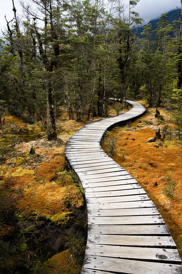 Winding forest walkway stock image. Image of hiking, summer - 16621879