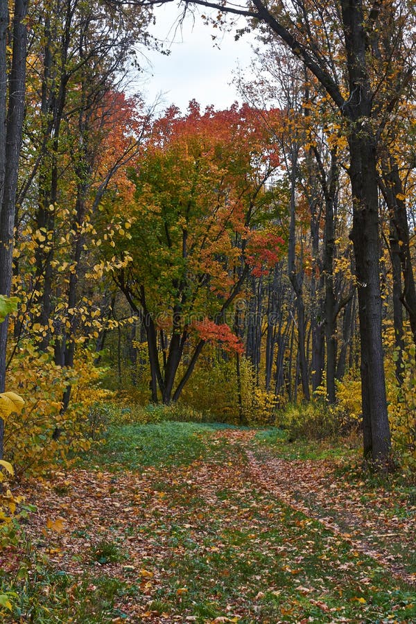 Winding Forest Path in Autumn Forest. Stock Photo - Image of october ...