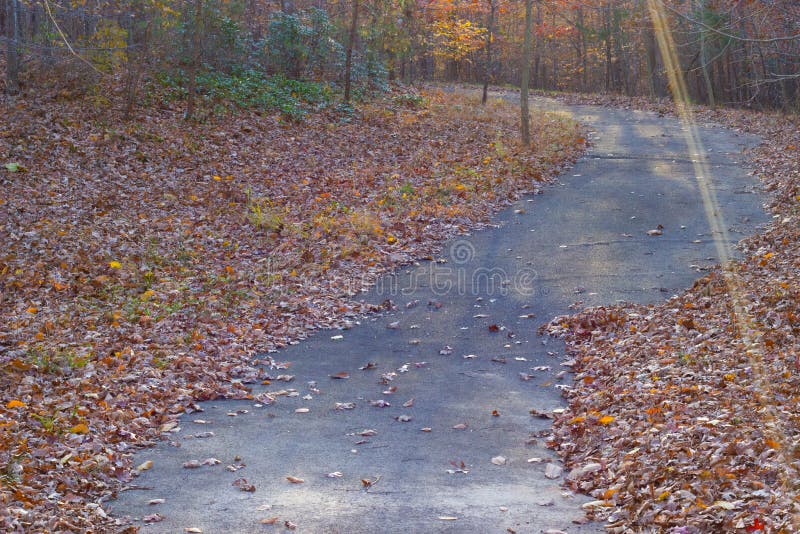 Winding Forest Path Covered in the Leaves of Fall Stock Photo - Image ...