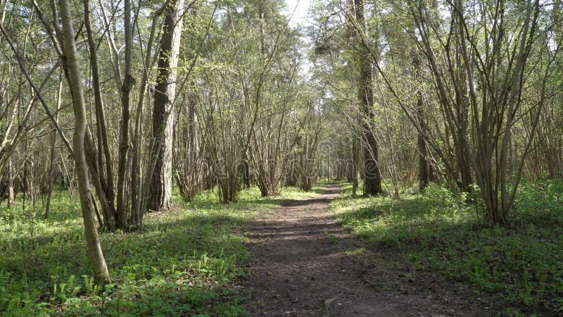 Winding Forest Path between Hazel Bushes and Towering Pine Trunks Stock ...