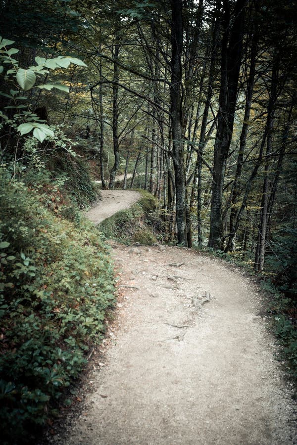 Winding forest path stock image. Image of journey, scenery - 333868443