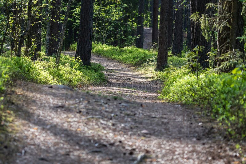 Winding Forest Path through Lush Greenery Stock Photo - Image of walk ...
