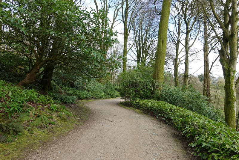 Winding Forest Path stock photo. Image of fresh, autumn - 238131548