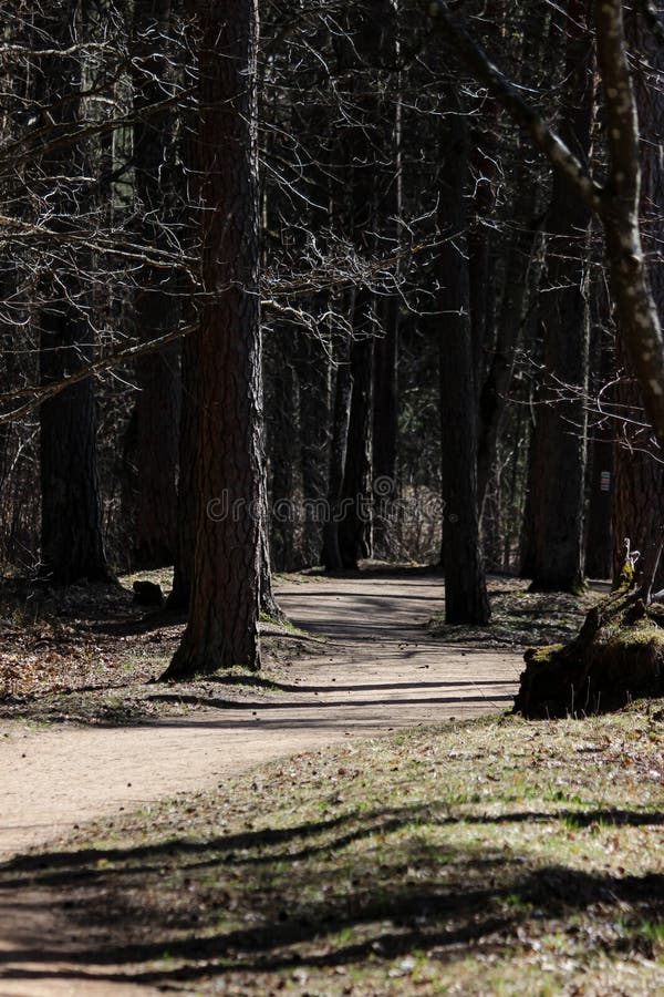 Winding Forest Path Surronded by Trees, Shadows Stock Photo - Image of ...