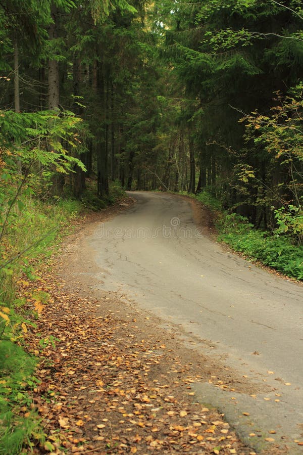 Winding Forest Road Go the Distance Stock Image - Image of route ...