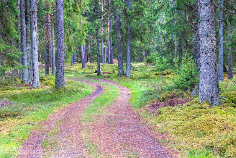 Winding Forest Road in a Spruce Forest Stock Photo - Image of logging ...