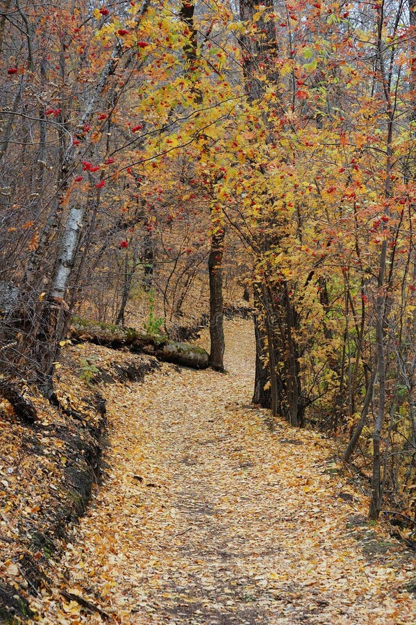 Hiking Trail in Autumn Forest Stock Image - Image of edmonton, tranquil ...