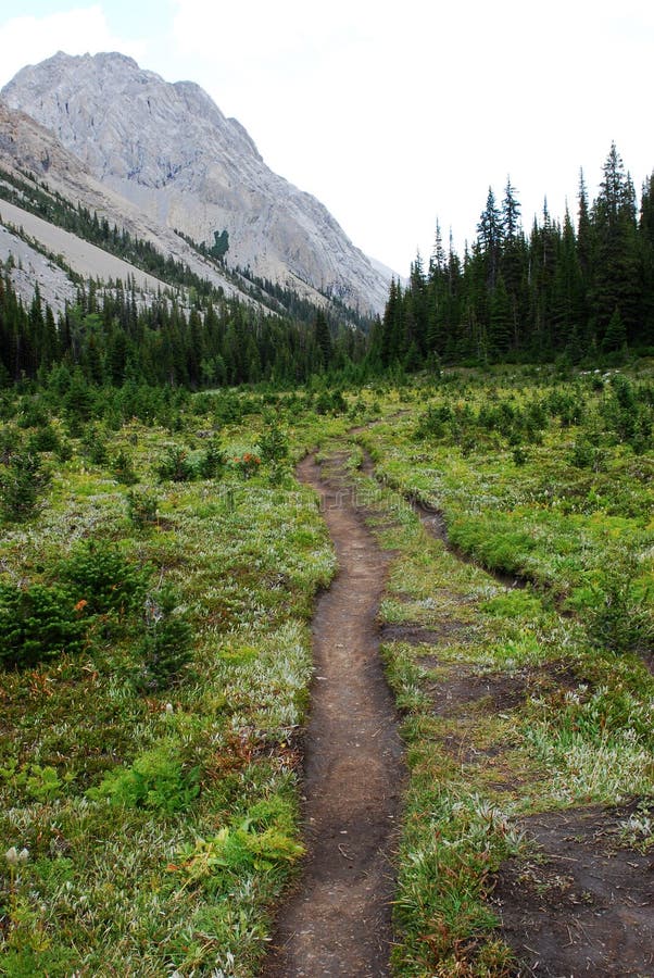 Winding Hiking Trail In Forest Stock Image - Image of path, sinuous ...