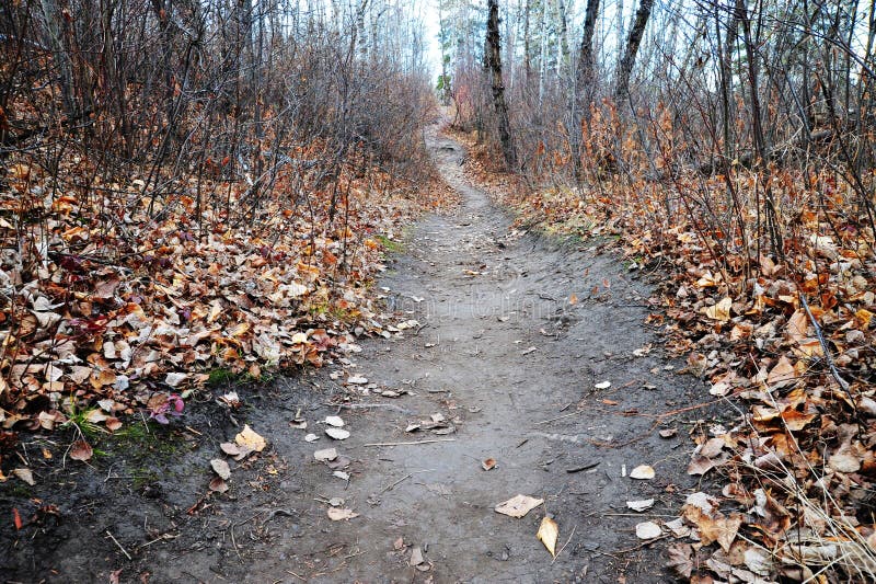 Winding Hiking Trail in Forest Stock Image - Image of golden, scenic ...