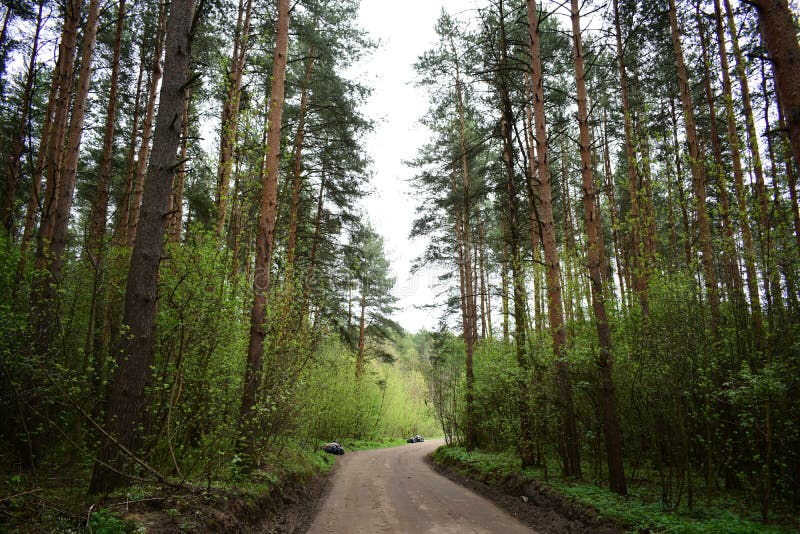 A Winding Road through a Pine Forest. the Road Running Away into the ...