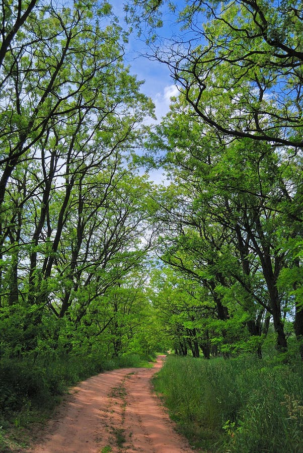 Winding path stock image. Image of horizon, forest, blue - 5370963