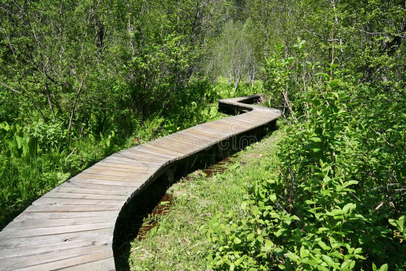 Winding Path stock image. Image of forest, curve, plant - 7118081
