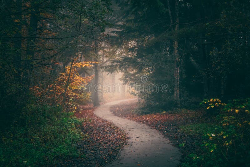 Winding Path through Autumn Woodland Stock Image - Image of atmosphere ...