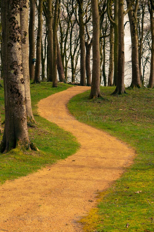 Winding Path through the Beech Trees , Sunny Day Stock Image - Image of ...