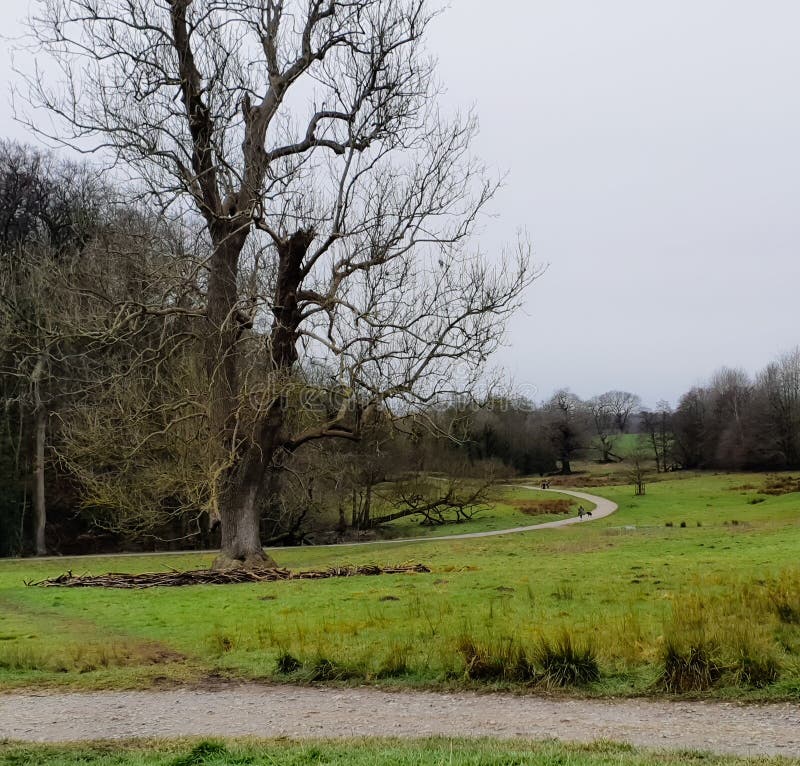 Winding Path Beyond a Great Tree Stock Image - Image of erddig ...