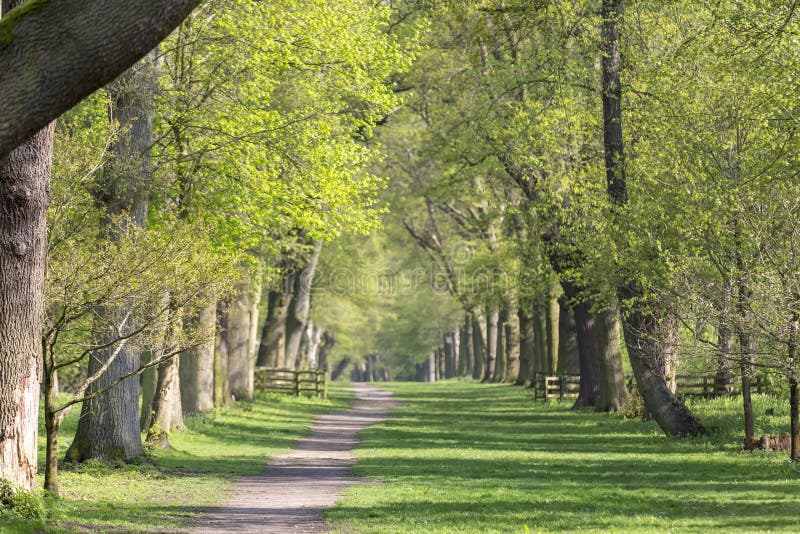 Winding Path through Bluebell Wood in Spring Stock Photo - Image of ...