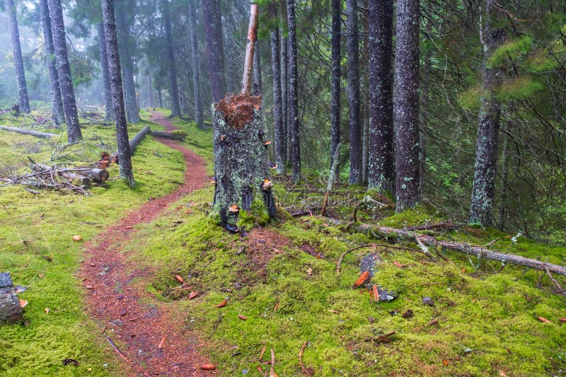 Winding Forest Path through Foggy Autumn Woods Stock Photo - Image of ...