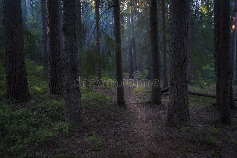 Winding Forest Path through Foggy Autumn Woods Stock Photo - Image of ...