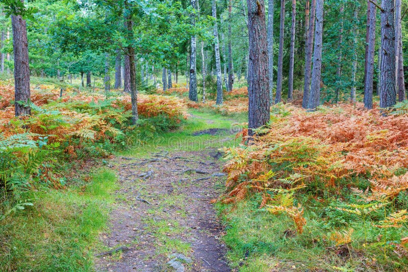 Winding Path through a Forest Stock Photo - Image of woods, greenery ...