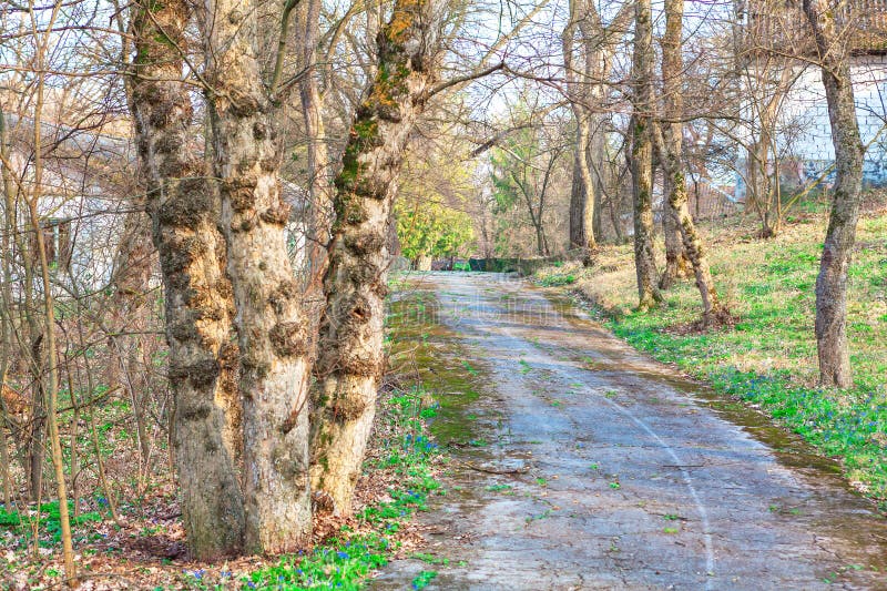 Winding path in forest stock image. Image of nature - 353156407