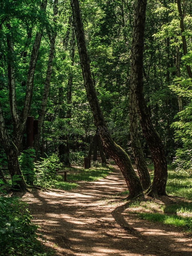 Winding Path in the Forest in the Sunshine Stock Image - Image of ...