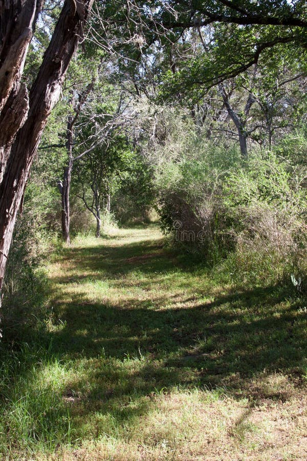 Winding path stock photo. Image of shade, grassy, forest - 72104888